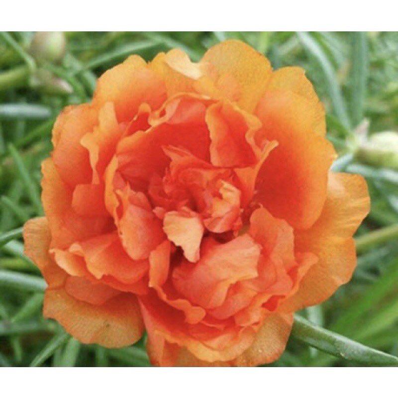 【Ready Stock】Biji Benih Bunga Ros Jepun 九点花十点花日本太阳花Flower seeds ...