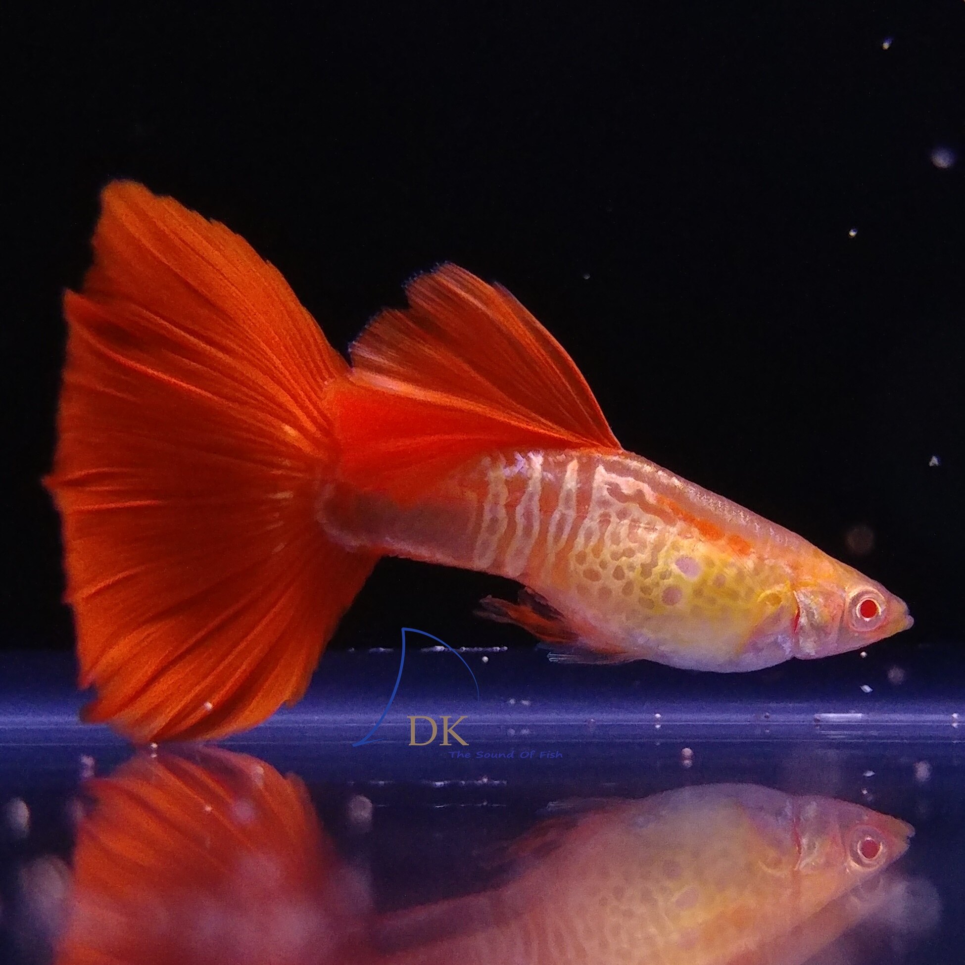 Albino Snake Skin Red Tail guppy fish pure strain, ships in a ...