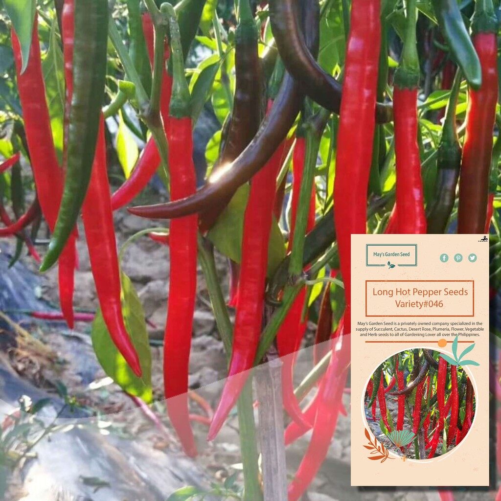 Hot Pepper Sili Seeds, Long Hot Pepper, Vegetable Seeds | Lazada PH