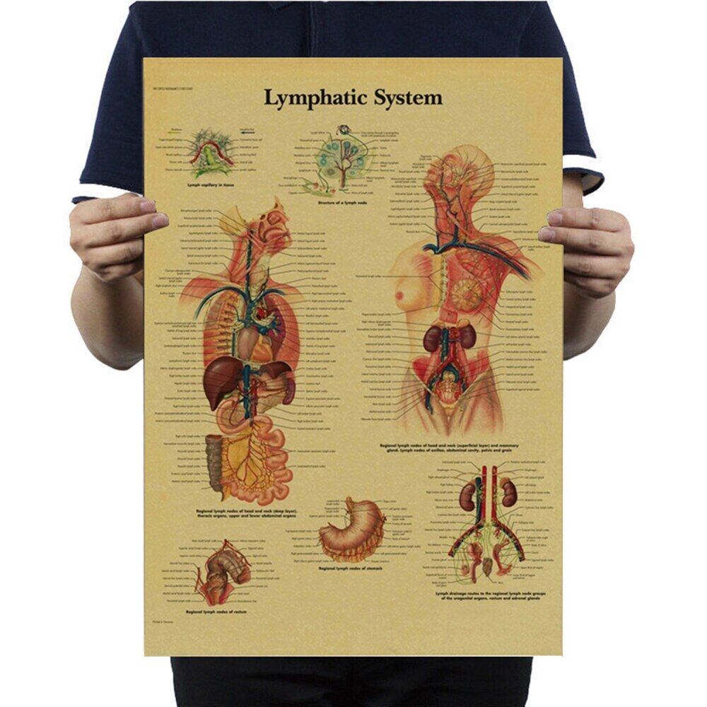 Lymphatic System Chart Poster Print Body Map Structure Poster Skeleton ...
