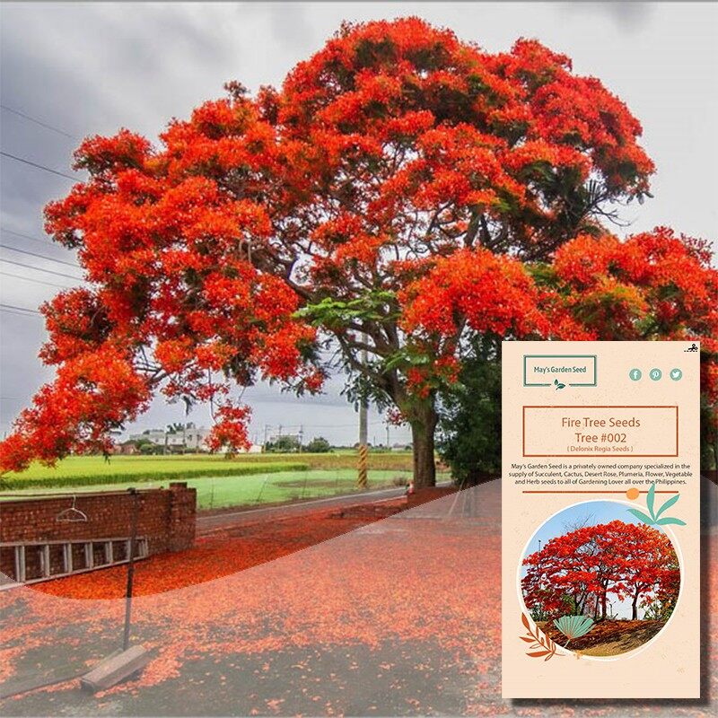 Fire Tree Seeds, Flame Tree Seeds, Delonix Regia Seeds, Tree Seeds 【It ...