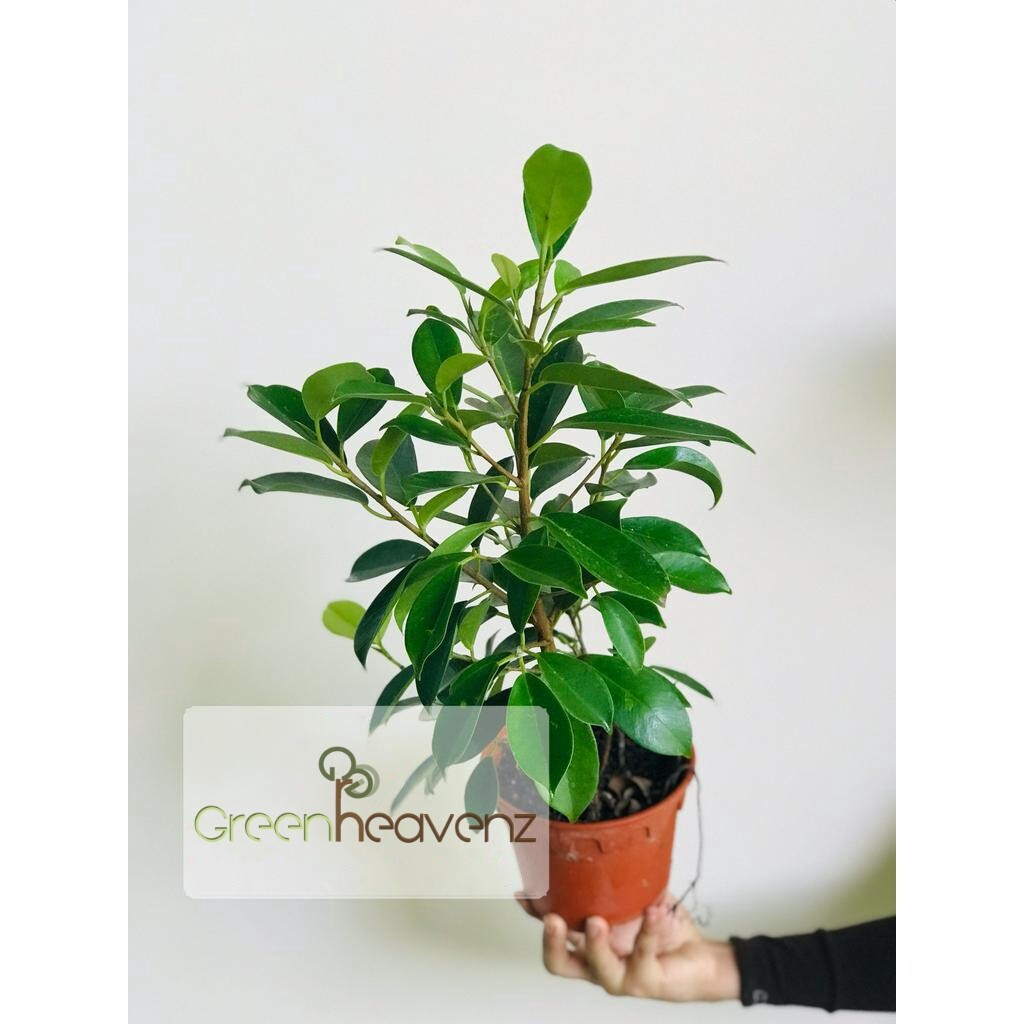 [PRE-ORDER] GHZ - Ficus Microcarpa Gold Live Plant Pokok (ETA: 2022-05 ...