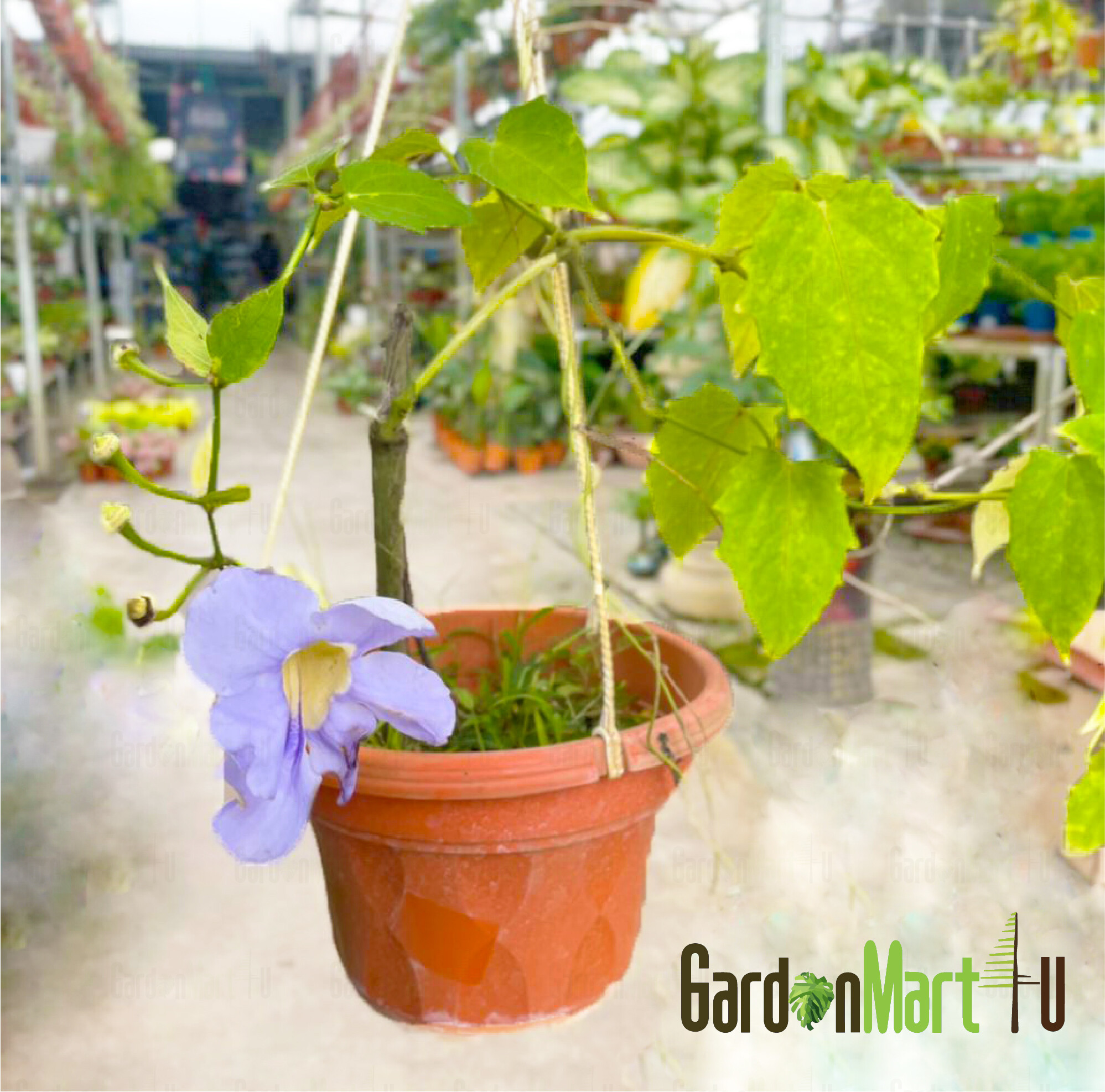 GardenMart4U Thunbergia Laurifolia Live Plant Pokok Pasu Bunga 桂叶山牵牛 ...