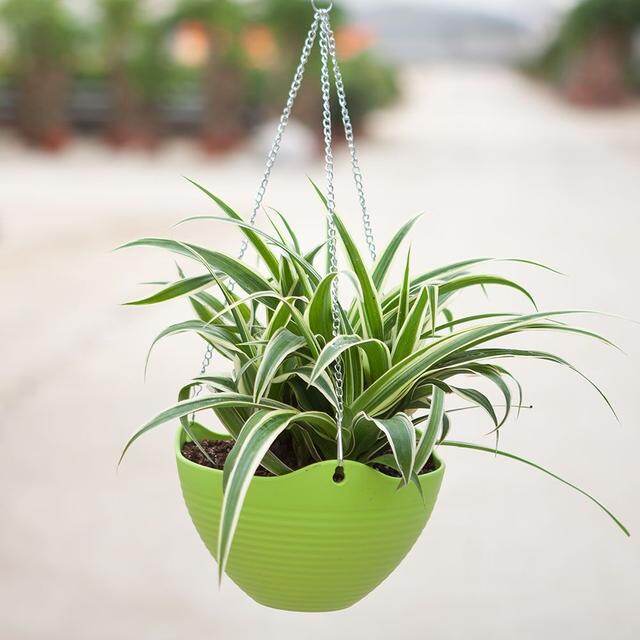 [Indoor Plant] Spider Plant/ Chlorophytum live plant/ pokok spider # ...