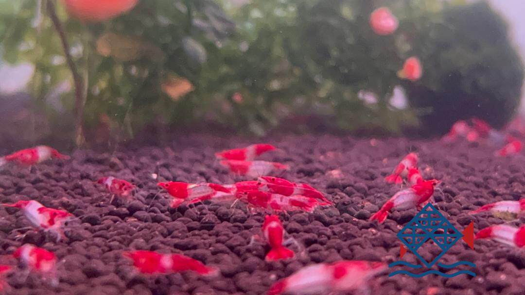 Red Rili Shrimp/Shrimp/Live Shrimp/Neo-Caridina/Freshwater 红琉璃虾/米虾/活虾 ...