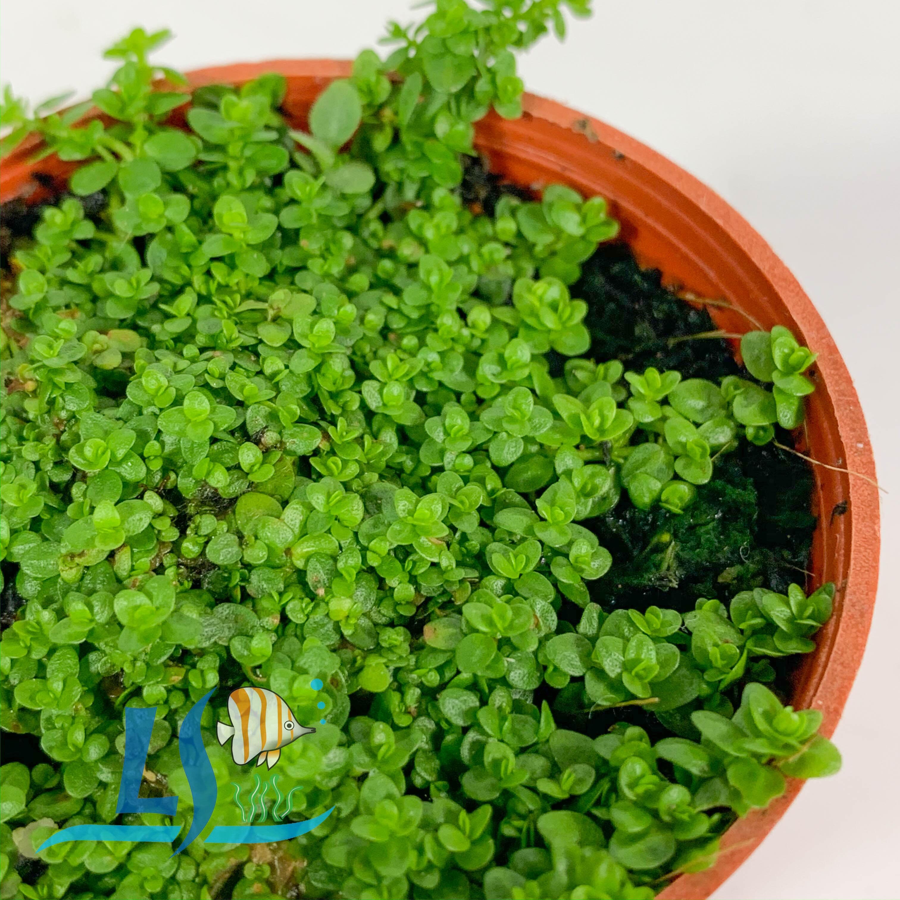 Hemianthus Callitrichoides Carpet