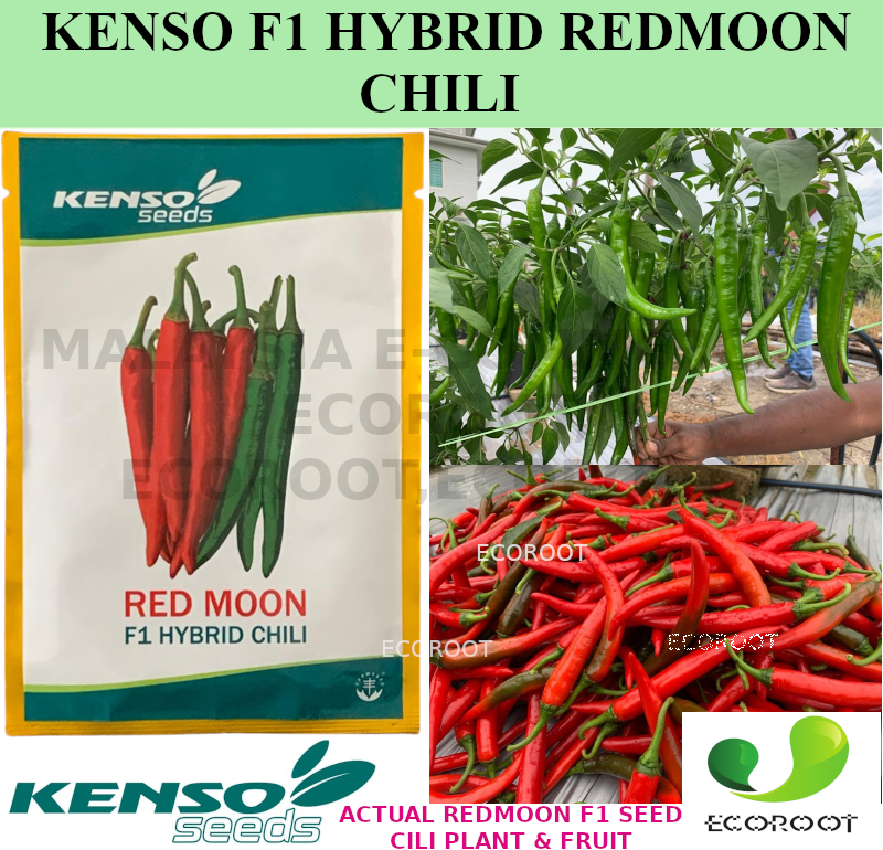 KENSO SEED CILI KULAI BENIH MINYAK RED MOON F1 HYBRID SEED CHILI KULAI ...