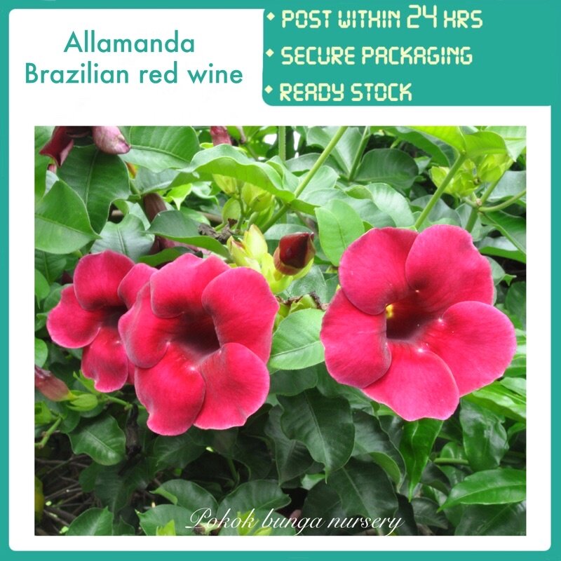 PBN - allamanda brazilian red wine - pokok bunga nursery alamanda ...