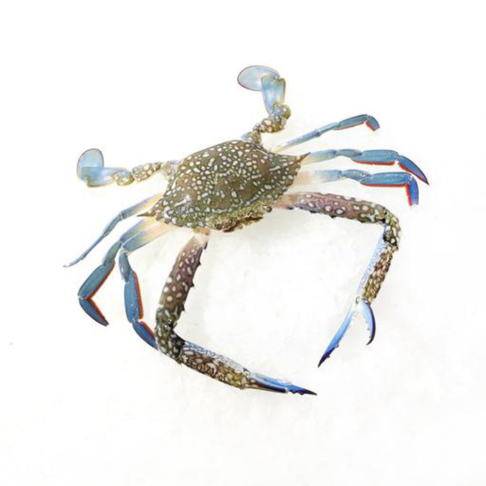 KETAM BUNGA SEGAR / FRESH SEA CRAB | Lazada