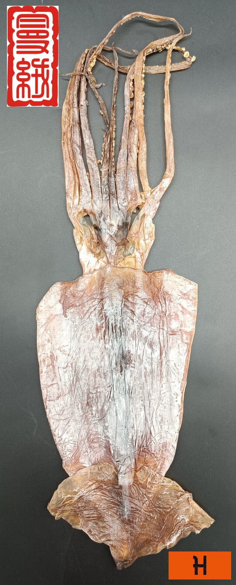 SOTONG RENDAM KEMBANG | Lazada