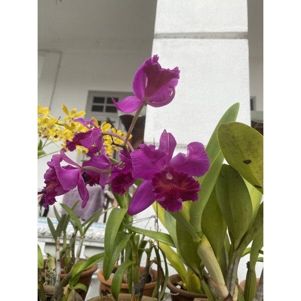 Bunga orkid cattleya colour purple tanpa pasu | Lazada