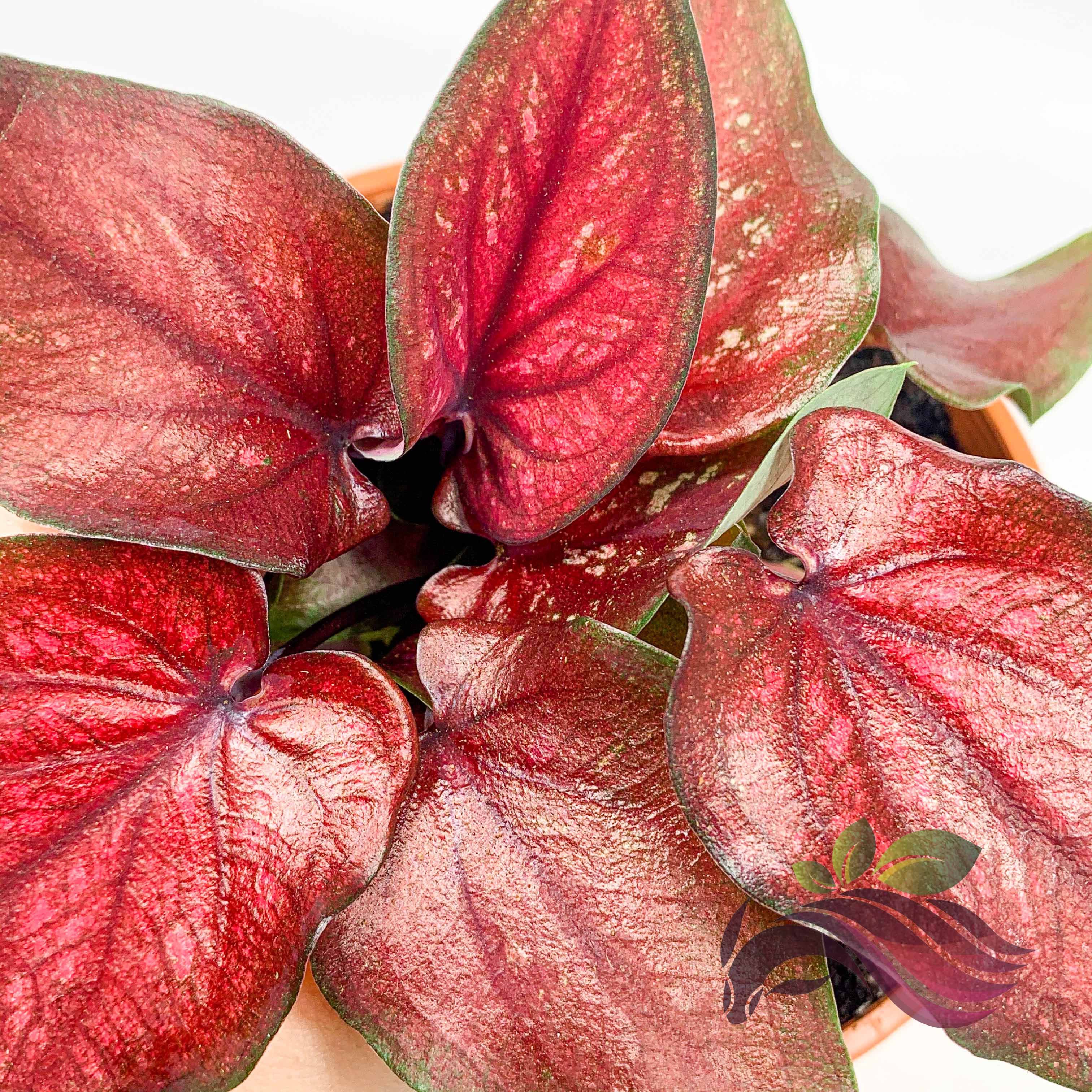 [Live Plant] Caladium Red Flame by LS Group | Lazada