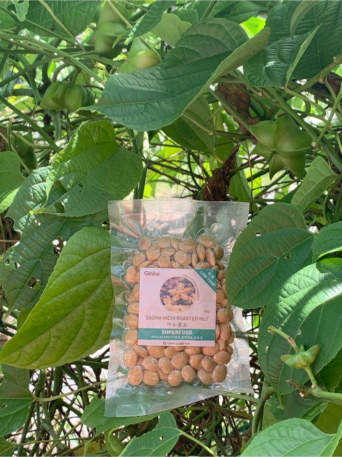 SACHA INCHI ROASTED NUTS LOW TEMPERATURE | Lazada