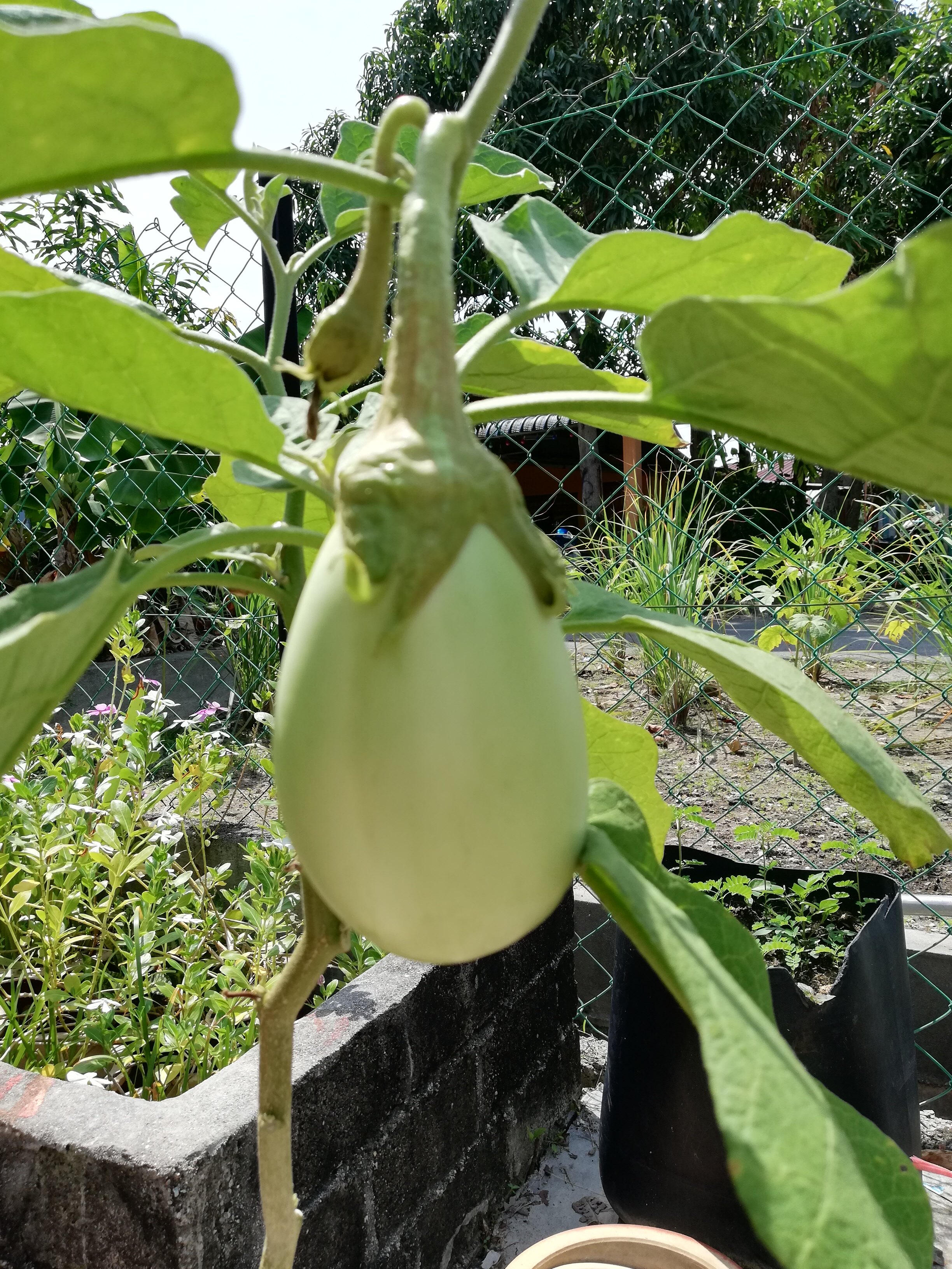 Biji Benih Terung Bujur Hijau Muda Light Green Brinjal Seeds Eggplant ...