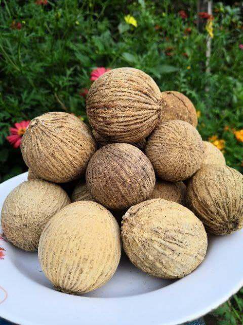 BUAH KULIM SEGAR (Jungle Garlic) - Ready Stock | Lazada