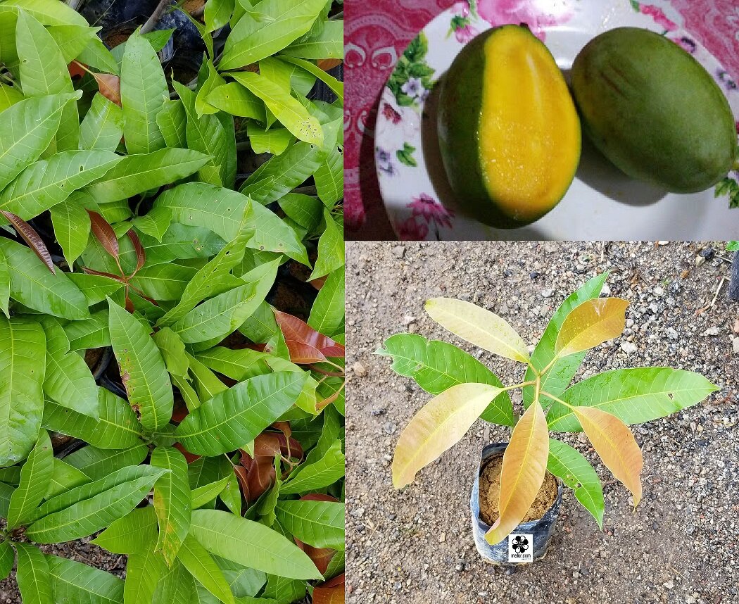 MDC- Grafted Mangifera odorata sapling / Anak pokok kuini kahwin | Lazada