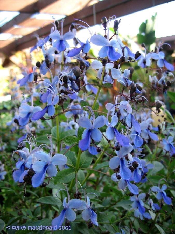 Blue butterfly CLERODENDRUM UGANDENSE | Lazada