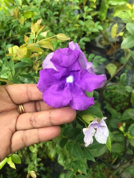 Pokok bunga wangi Yesterday-Today-Tomorrow (YTT) Kuning dan Ungu | Lazada