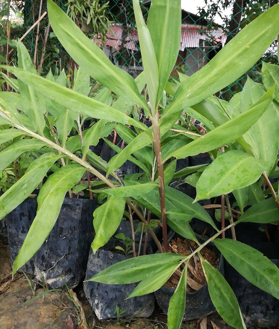 Anak Pokok Lempoyang | Lazada