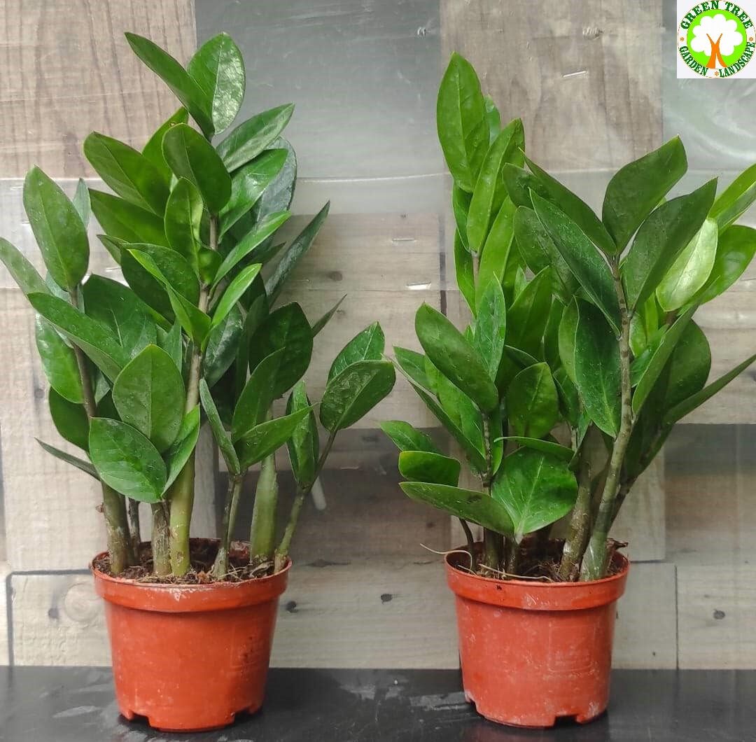 INDOOR PLANT - Zamioculcas Zamiifolia / Pokok Duit 金钱树 for HOME/OFFICE ...