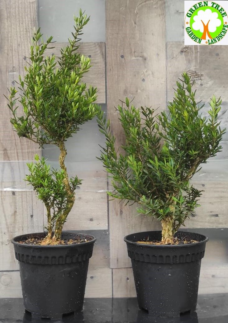GT Bonsai - Buxus Yellow 黄杨盆栽 for HOME/OFFICE decoration | Lazada