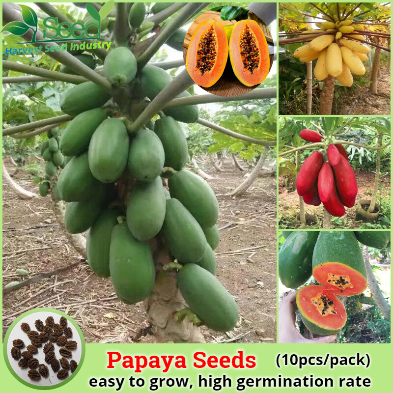[Fast Germination] Fresh Dwarf Papaya Seeds Organic Fruit Seeds for ...