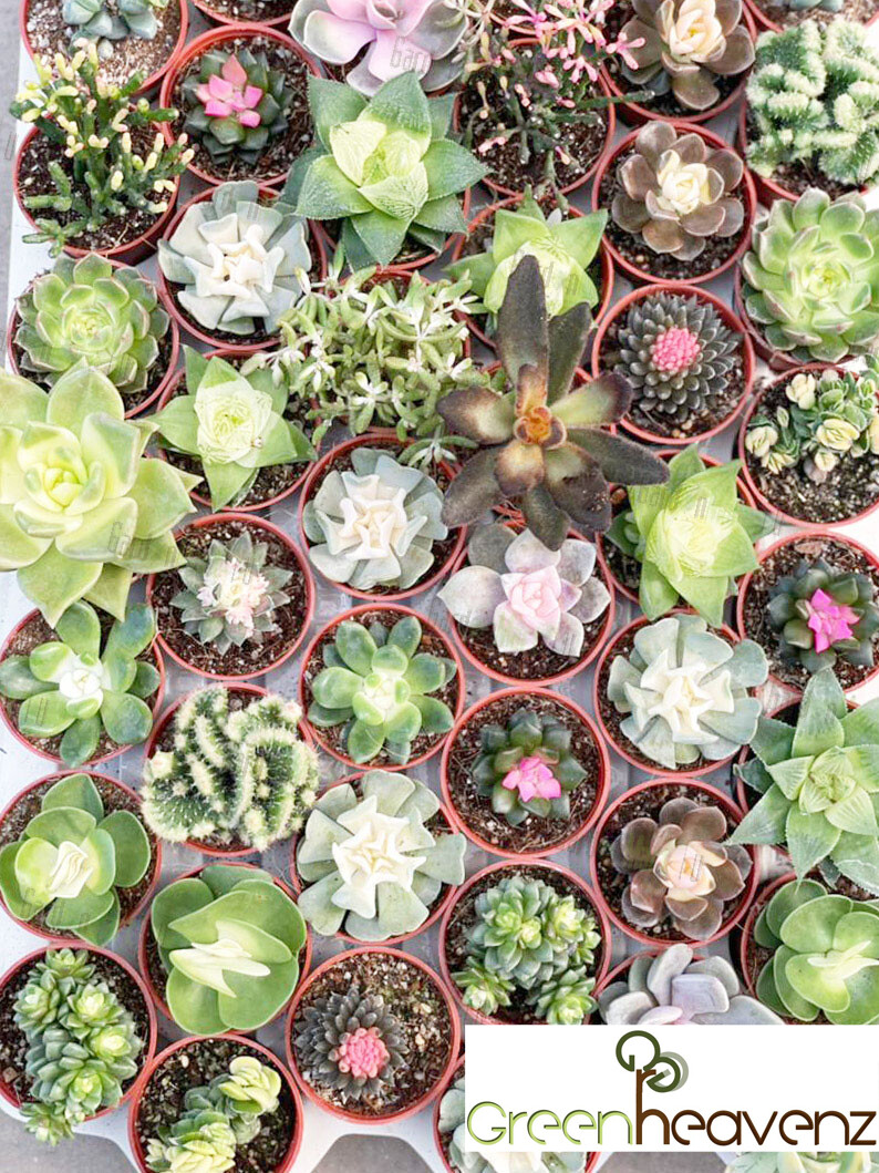 GHZ Real Succulents Mini Cactus Plant Live Succulent Plant Live Plant ...
