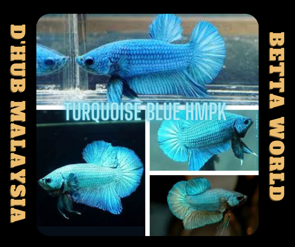 【READY STOCK】D'HUB Turquoise Blue Betta Fish / Ikan Laga HMPK Turquoise ...