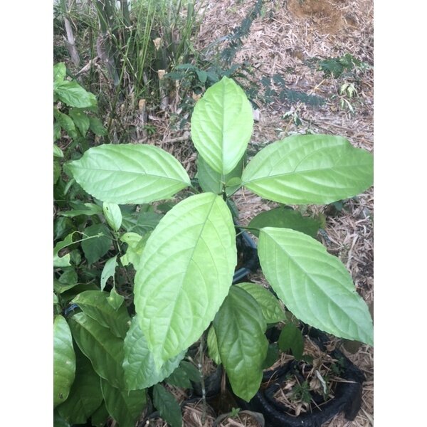 Malaysia Stock Semaian Pokok Salang berakar penuh dan stabil ...