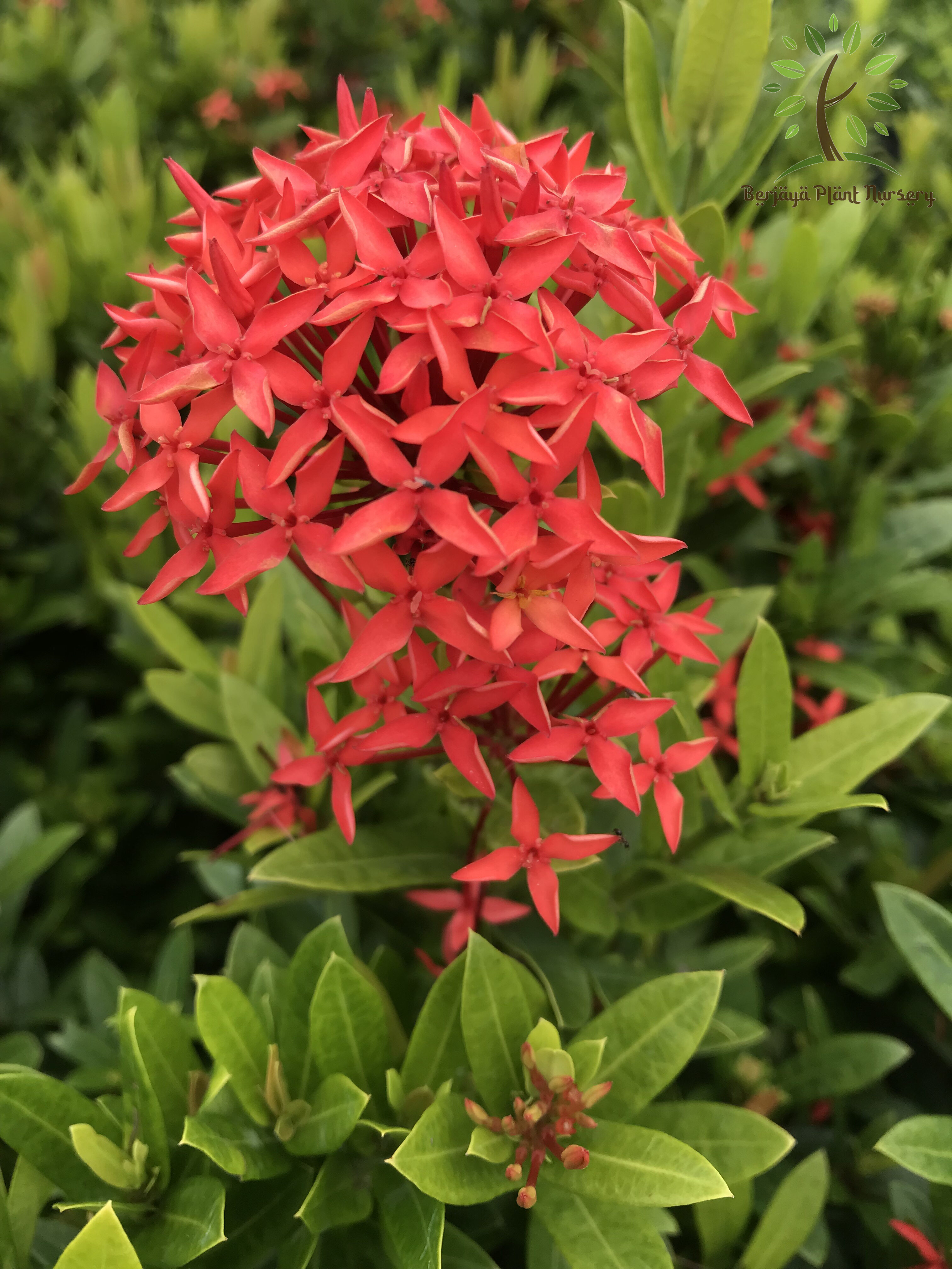 Berjaya Plant Nursery - Bunga Ixora Sunkist/Jenjarum(Pokok bunga hidup ...