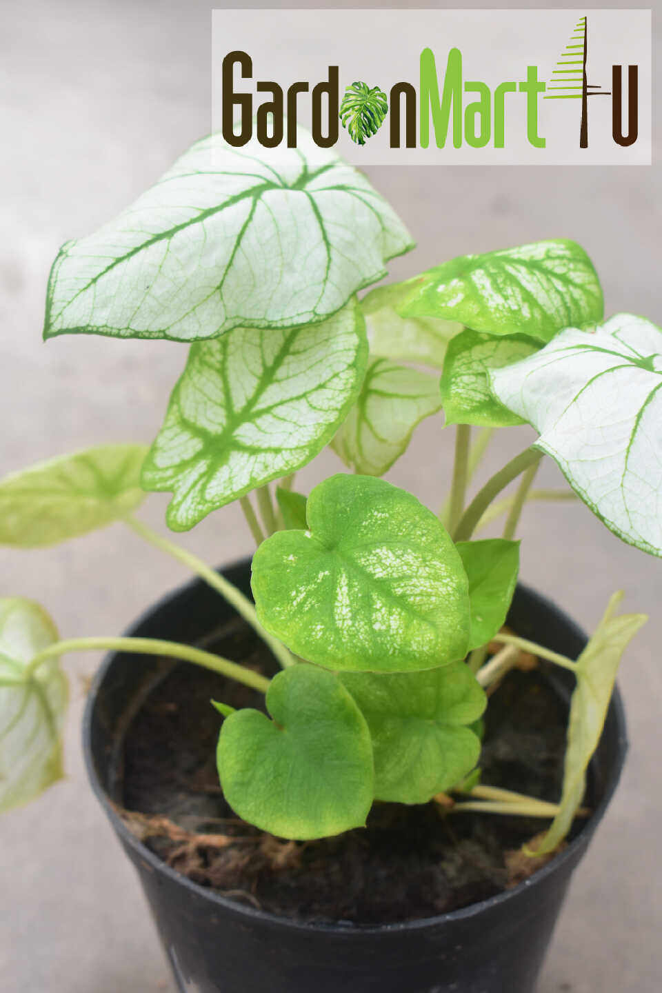 GardenMart4U Caladium Bicolor Silver White Rare Live Plant Pokok Indoor ...