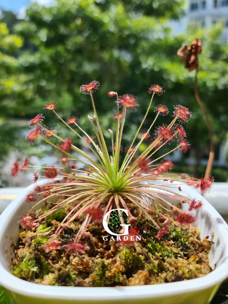 Drosera Paradoxa [Sundew, Drosera][Carnivorous Plants][GILAGARDEN] | Lazada