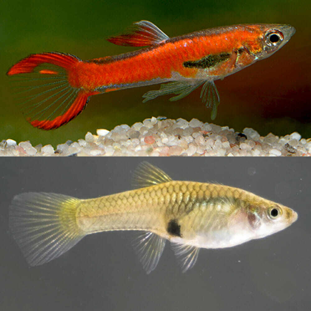 (Pair) Red Scarlett Endler | Fire Red Endler Guppy Fish | Lazada