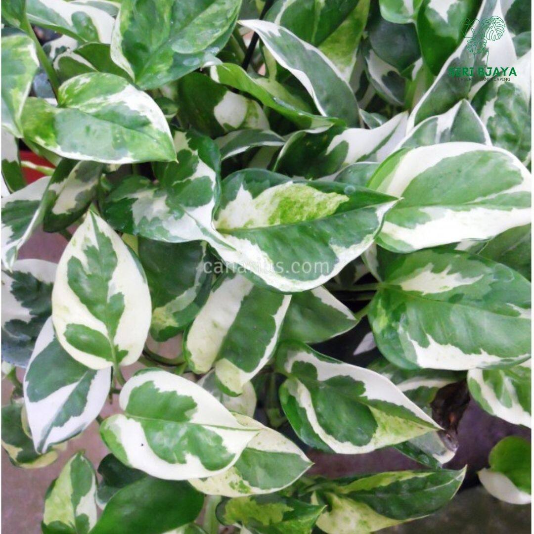 Real Live Plant MONEY PLANT EPIPREMNUM AUREUM c/w Pot ( Indoor Pokok ...