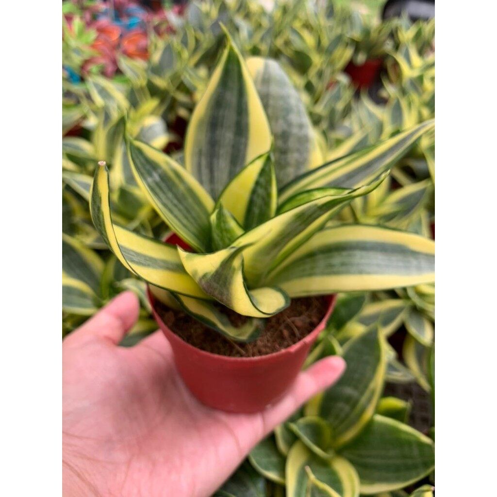【Indoor Plant】Pokok Bunga Lidah Jin/ Sansevieria Hahnii/ snake plants ...