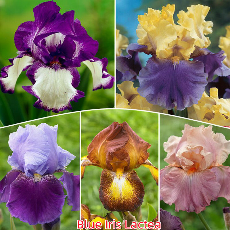เก็บเงินปลายทาง COD 50 แคปซูลต่อแพ็ค Mixed Rare Iris Lactea Flower ...
