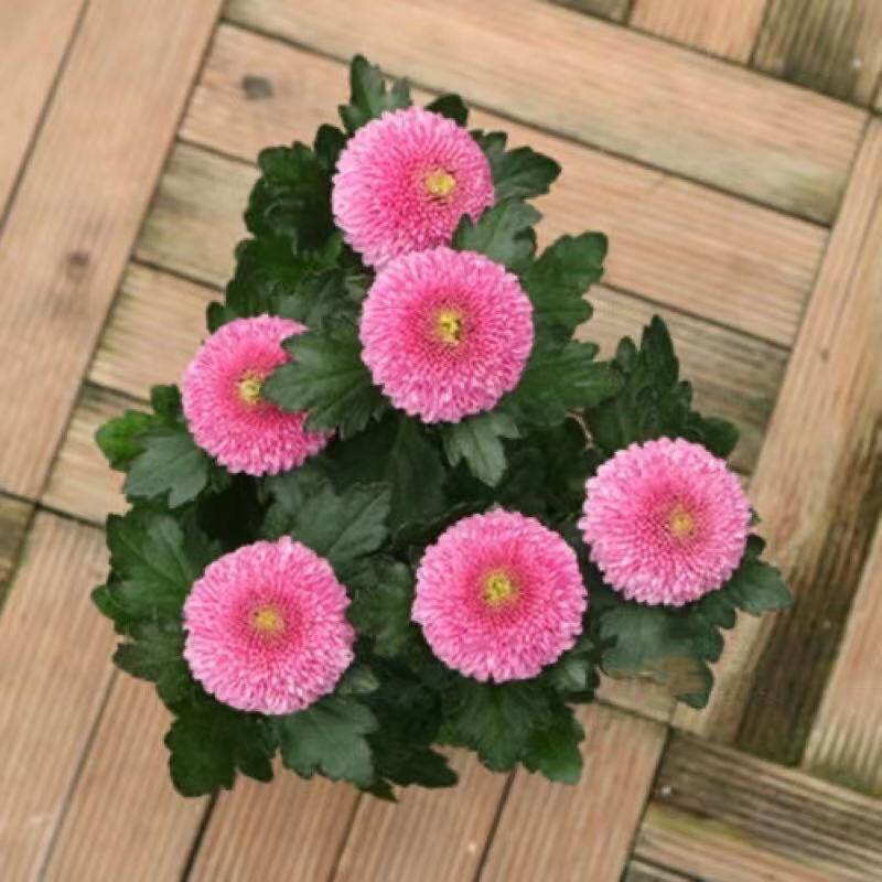 【Ready Stock】Bernih Bunga Ping Pong Aster Flower Seed Ping Pong Aster ...