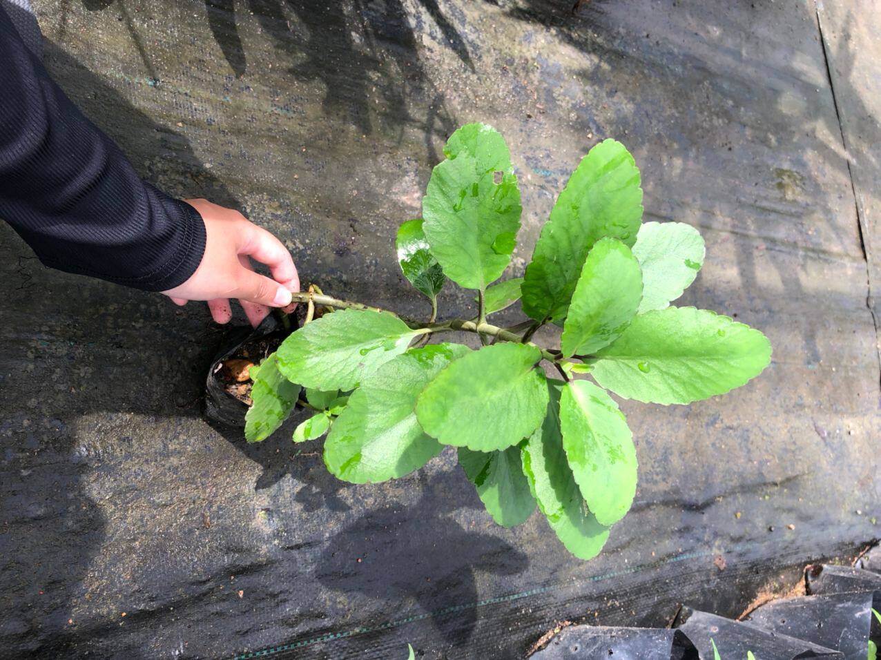 MM- Anak Pokok Sedingin / Setawar Kampung / Bhasampatta plant / 伽蓝菜 ...