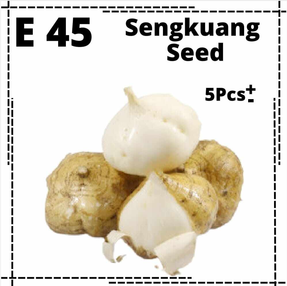 Sengkuang沙葛种子 Biji Benih Fruit Buah Buahan Seed Plant 5pcs | Lazada