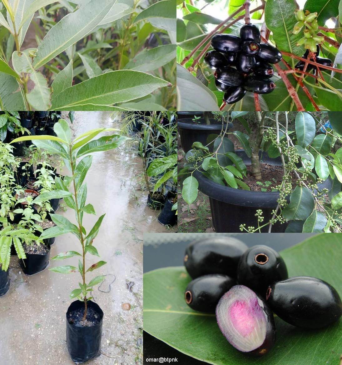 MDC- Anak Pokok Jambu Arang (Keriang dot) | Lazada