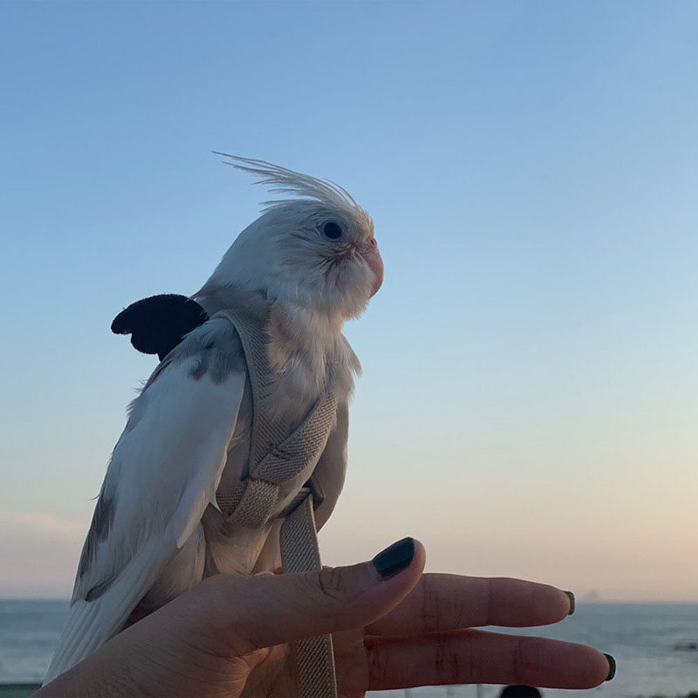 LAIFLE Angel Wings Lovebird อุปกรณ์นก Cockatiel สายรัดสัตว์เลี้ยงกันกัด ...