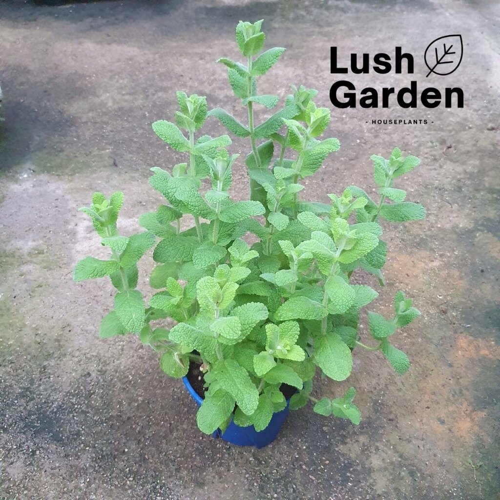 Apple Mint / Woolly Mint 苹果薄荷 150mm Pot Herb Edible Live Plant [Lush ...