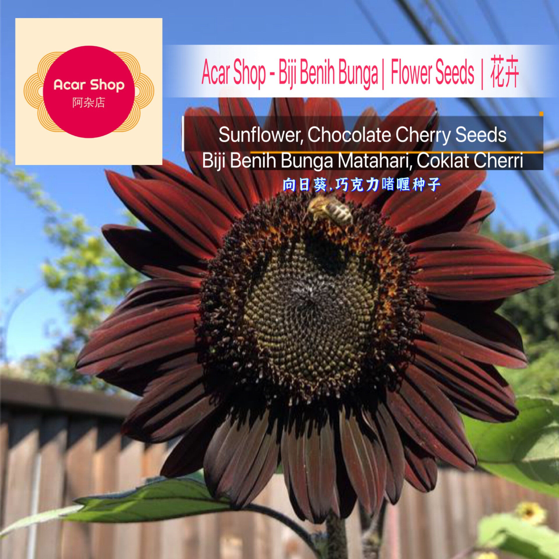 Sunflower, Chocolate Cherry Seeds | Biji Benih Bunga Matahari, Coklat ...