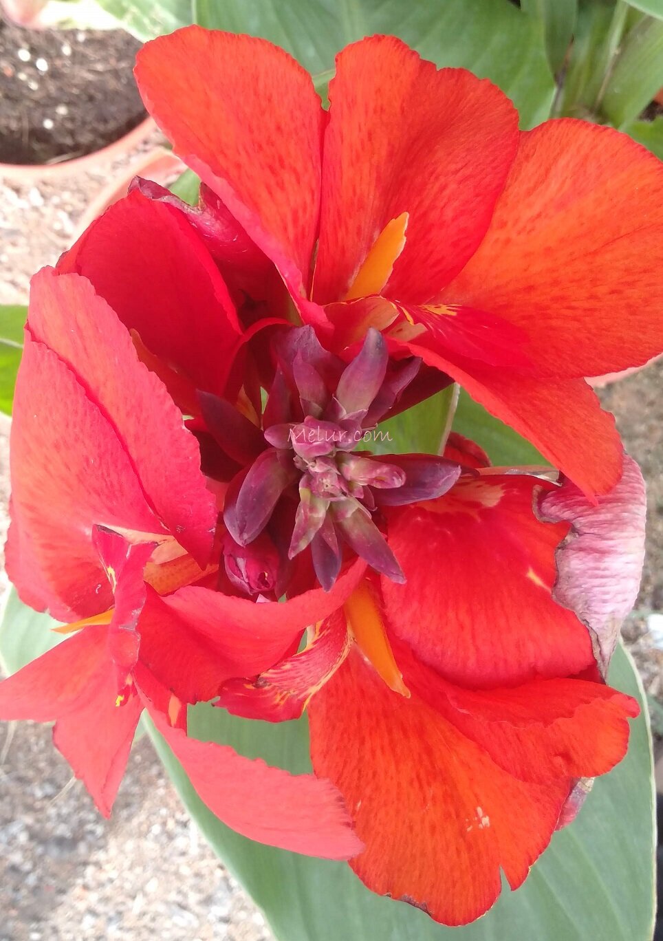 MDC- Red Canna Plant/ Pokok Bunga tasbih merah Anak Pokok Tanaman Benih ...