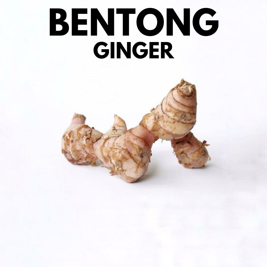 Authentic Bentong Ginger | Halia Bentong Organik (+/- 500g) Fresh ...