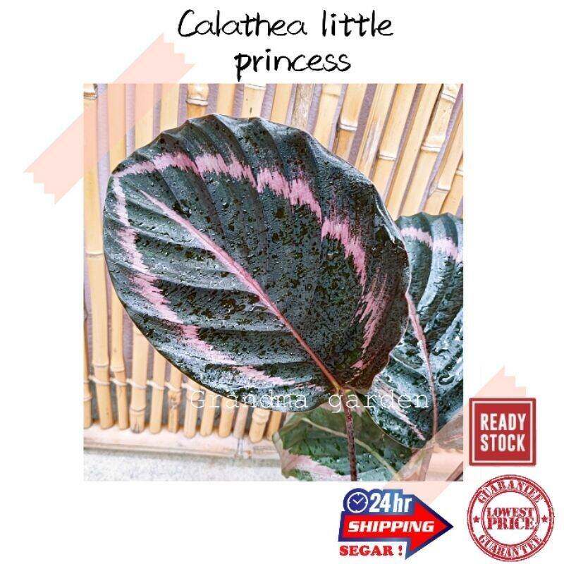 (GG real plant) calathea little princess ^ pokok hidup hiasan rumah ...