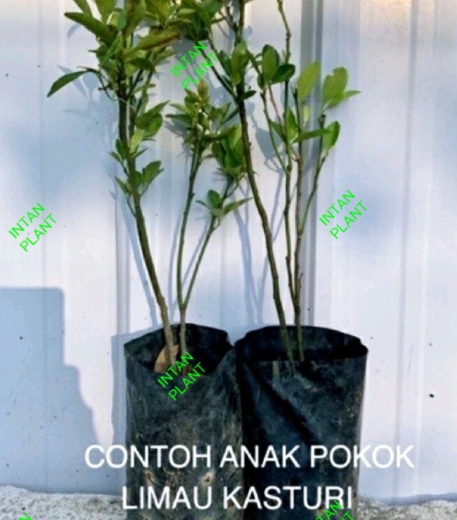 Live Plant Calamansi Plant Pokok Limau Kasturi / Limau Nipis (Citrus microcarpa) / 桔仔树 | Lazada