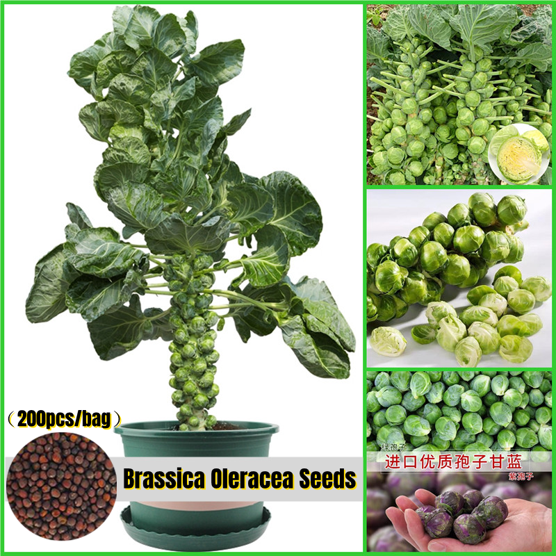 [Fast Germination] 200pcs Hybrid Dwarf Brassica Oleracea Seeds for Sale ...