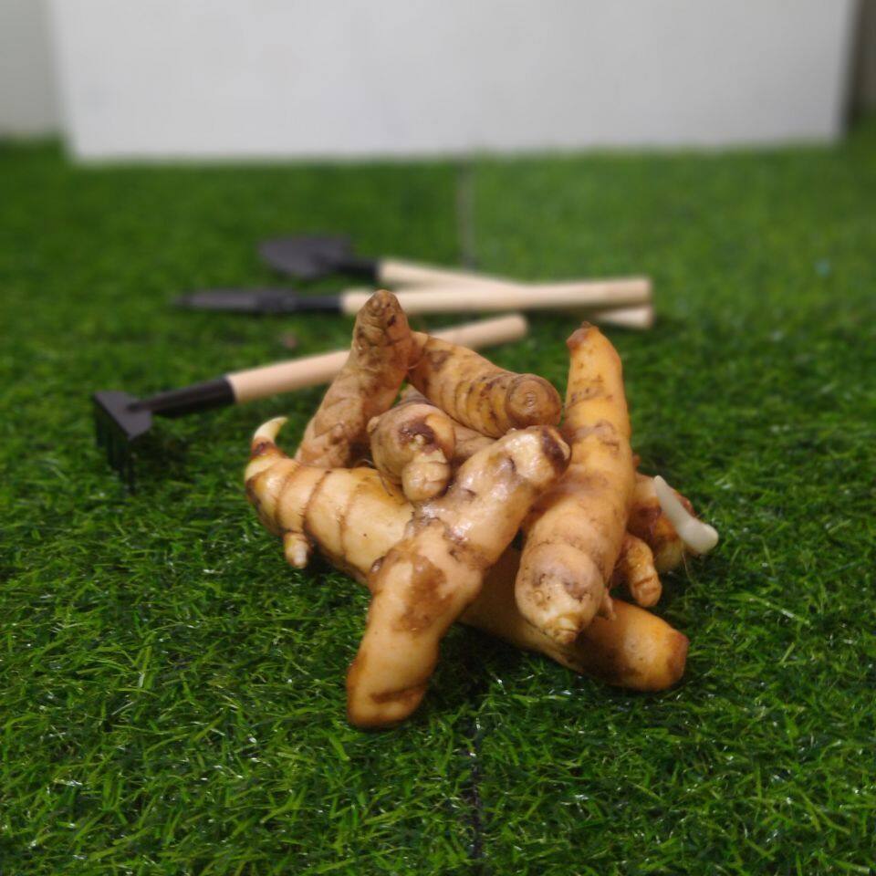 Rhizom Temu Pauh/ Ubi Temu Pauh/ Manggo Ginger/ Curcuma Amada/ Temu ...
