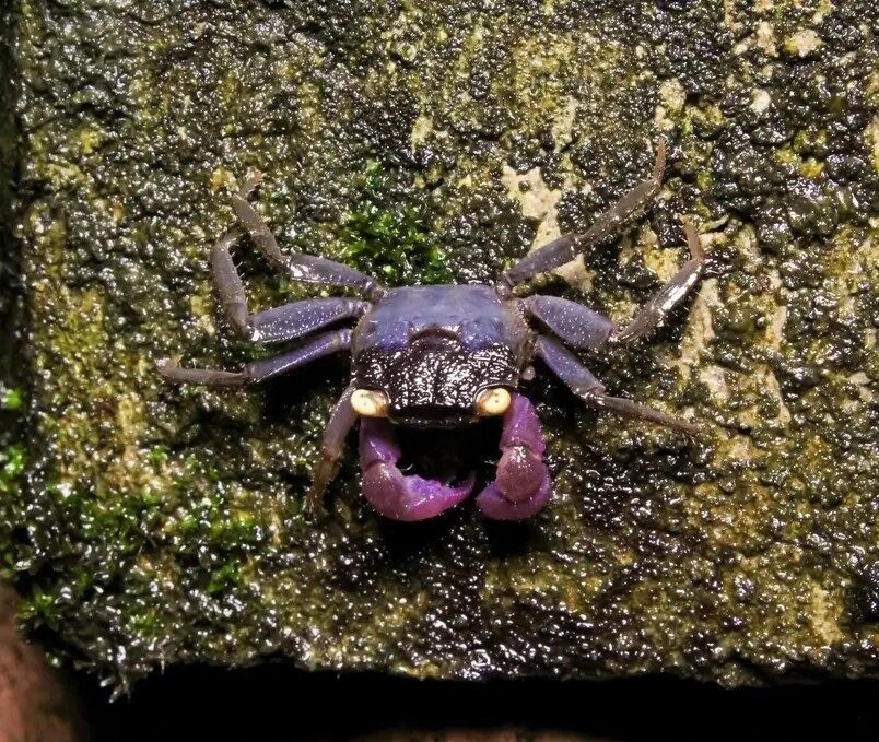 【Su's Aquatic】PURPLE VAMPIRE CRAB - 紫魔蟹 | Lazada